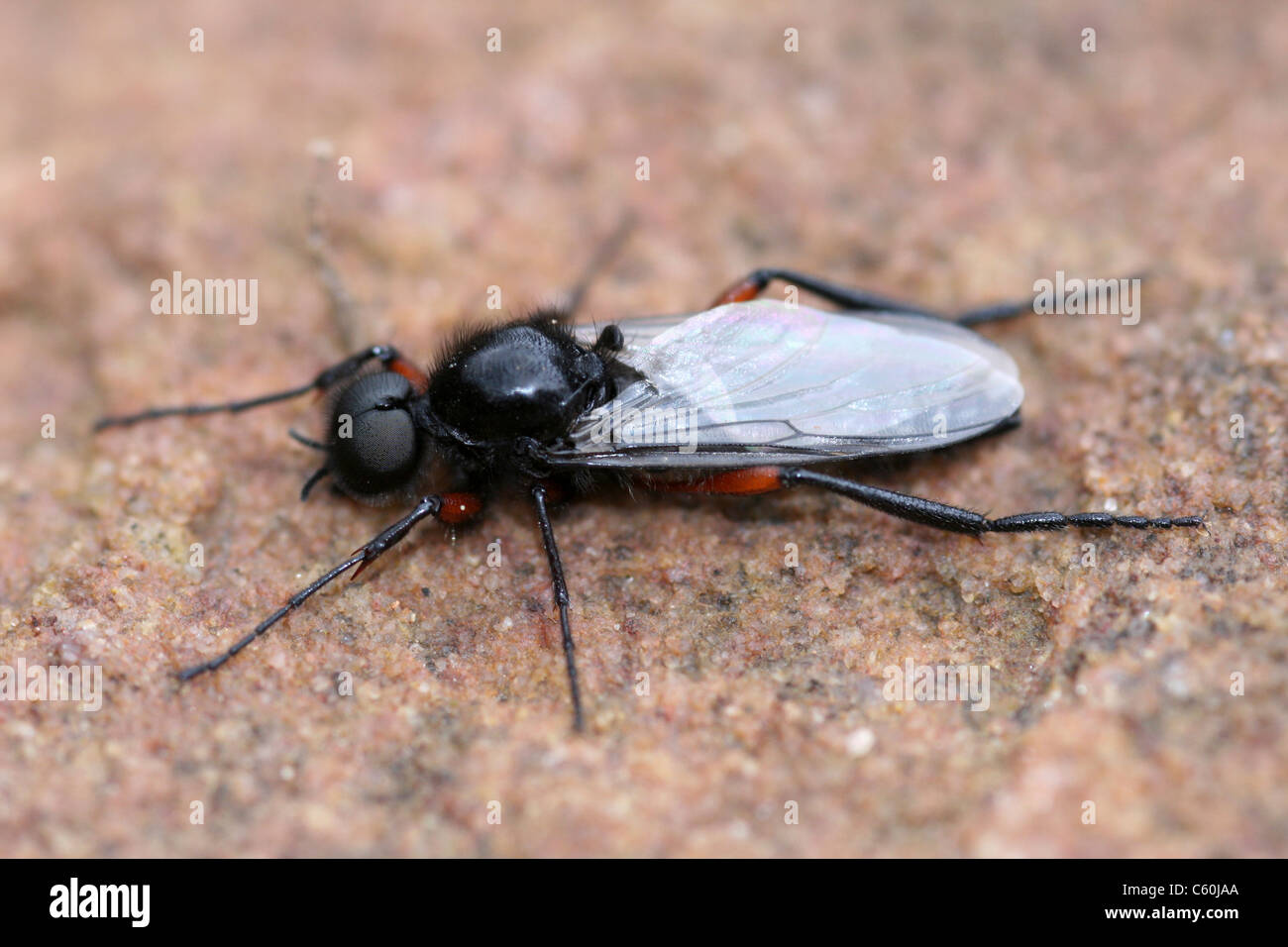 Uk british flies diptera insect insects hi-res stock photography and ...