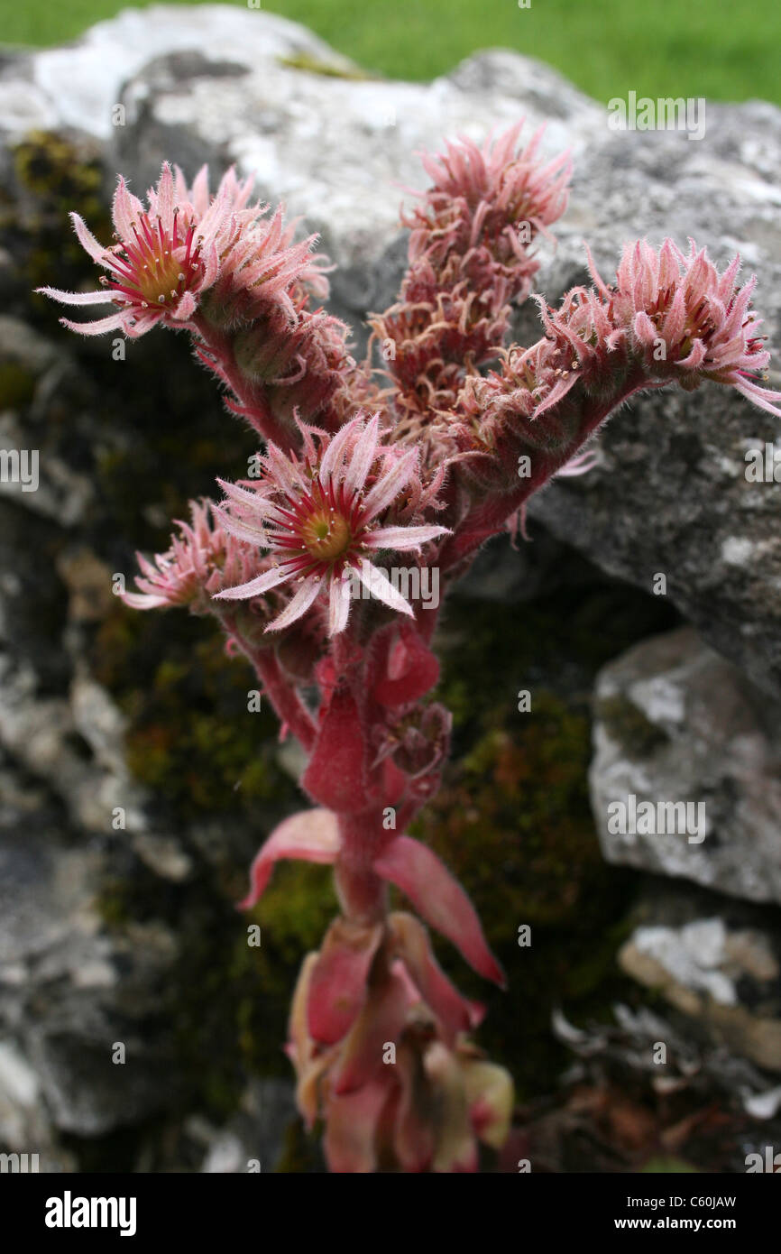 Sempervivum tectorum succulent hi-res stock photography and images - Alamy