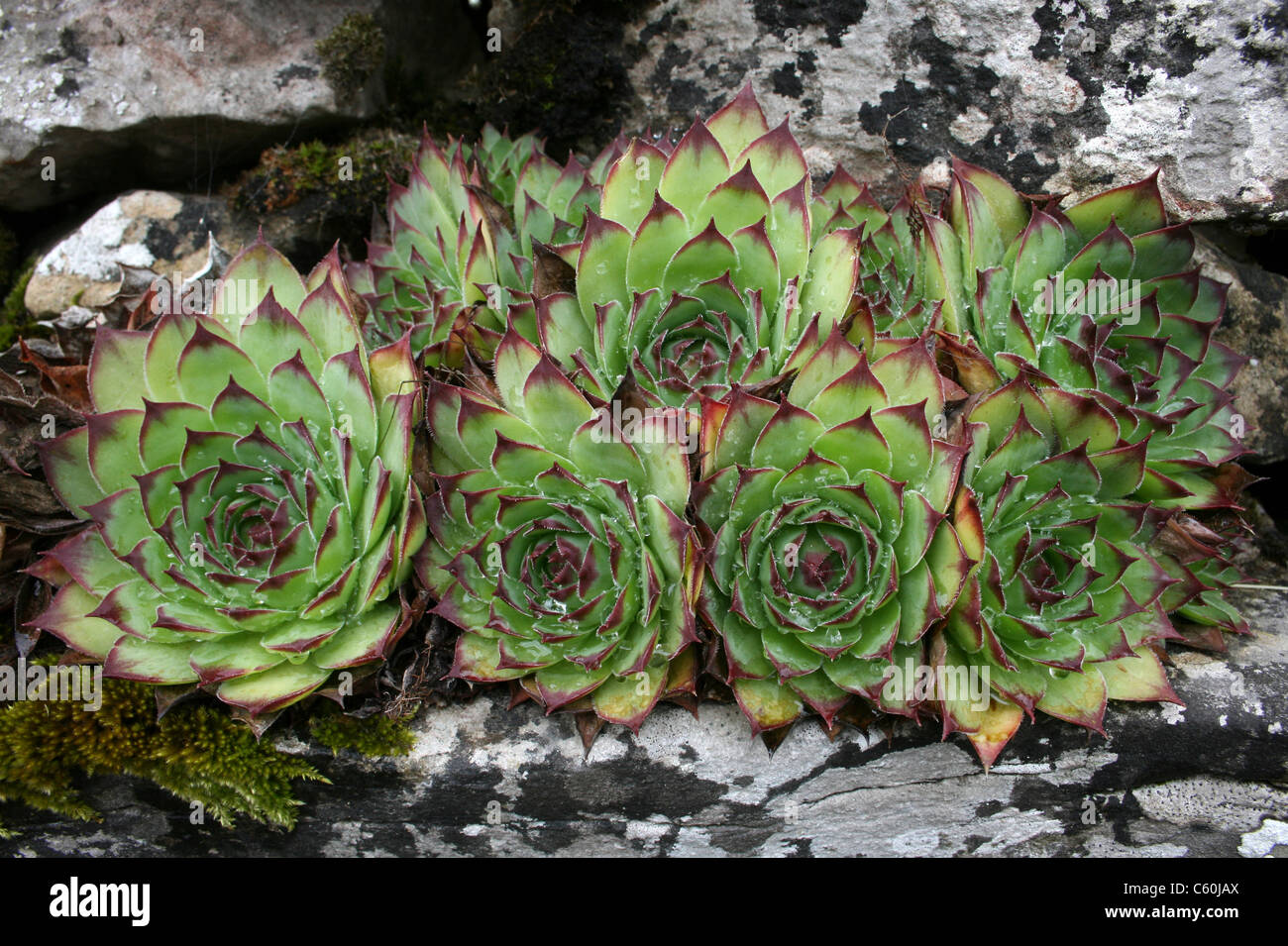Common Houseleek Sempervivum tectorum Growing On A Stone Wall In ...