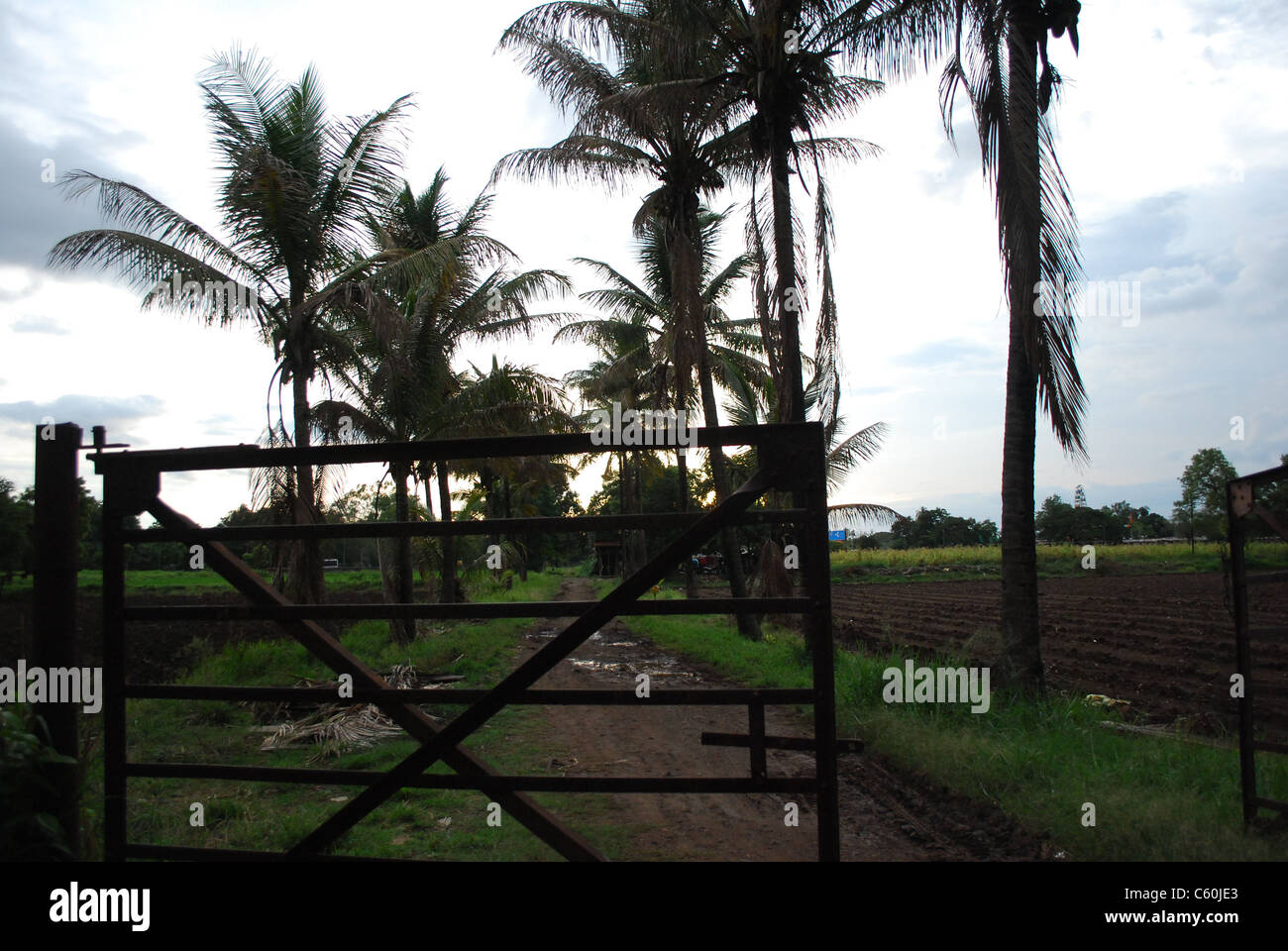 Palm tree protection hi-res stock photography and images - Alamy