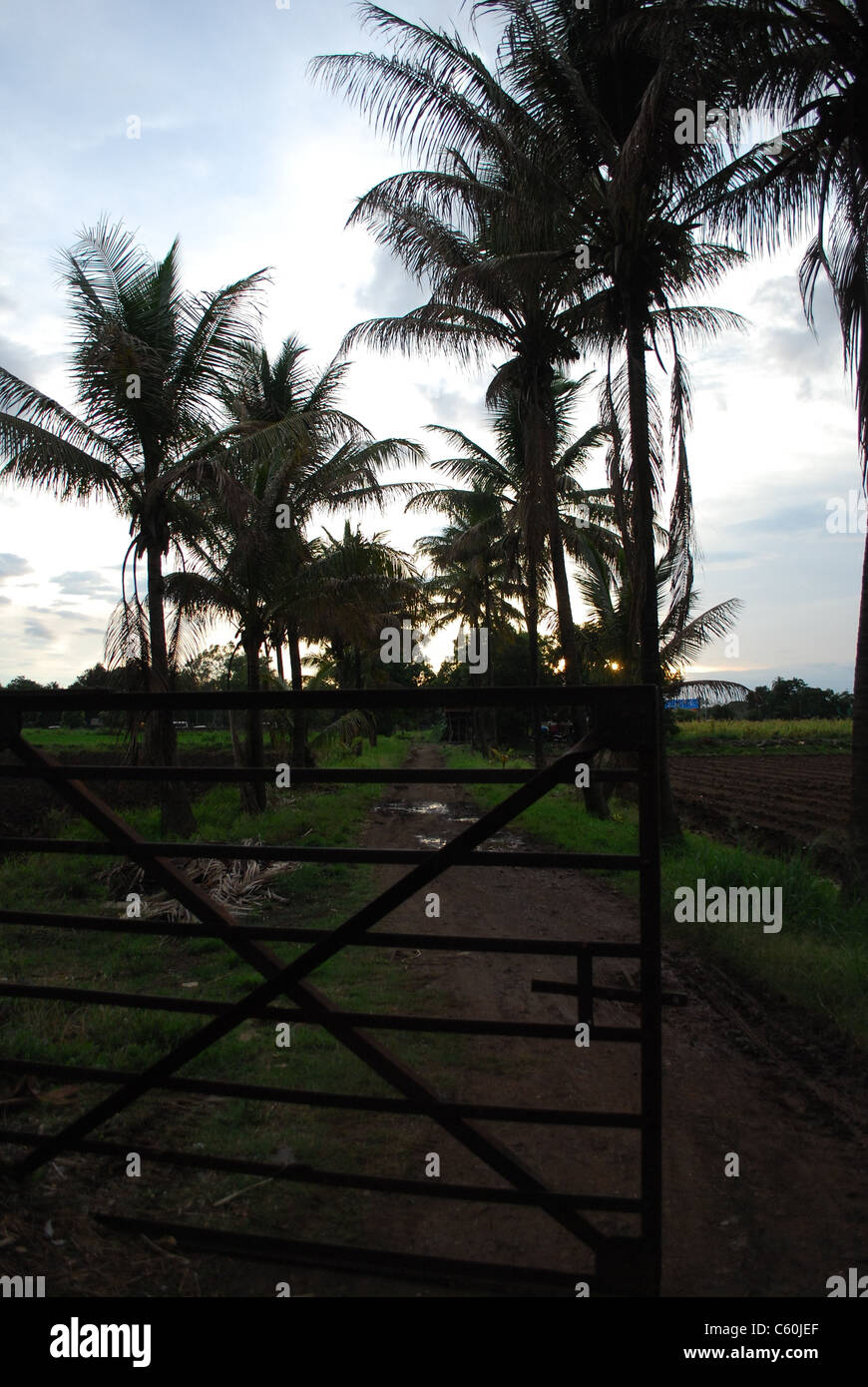 Palm tree field hi-res stock photography and images - Alamy