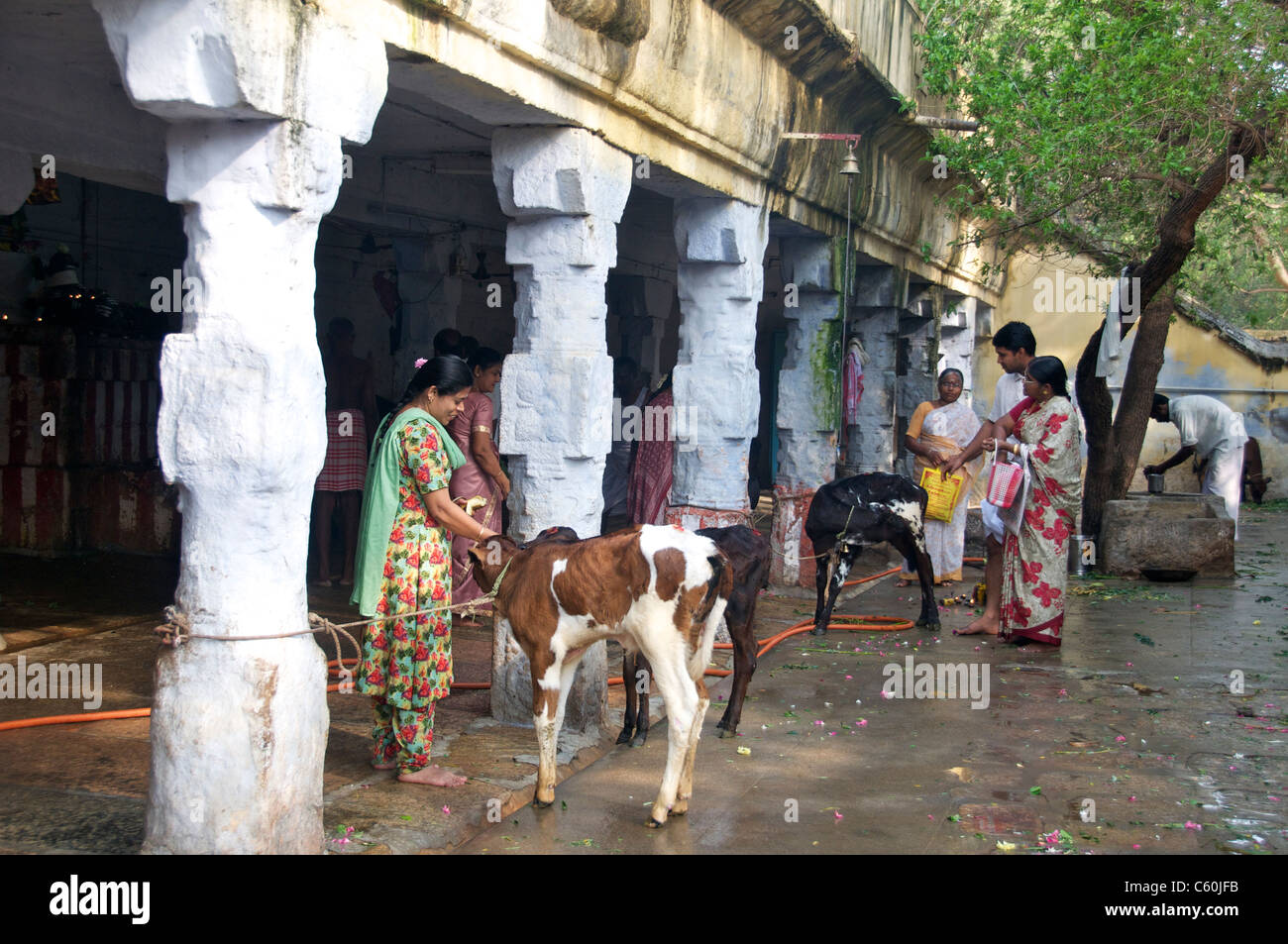 Looking after the sacred cows Sri Meenakshi Temple Madurai Tamil Nadu ...