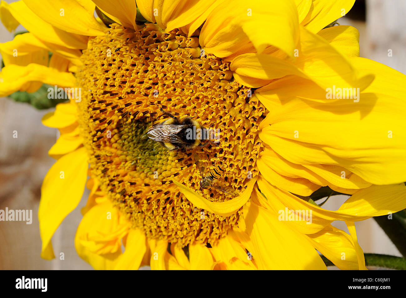 Honey bumble bee in hi-res stock photography and images - Alamy