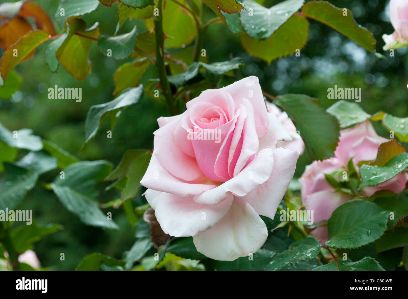 Big rose head hi-res stock photography and images - Alamy