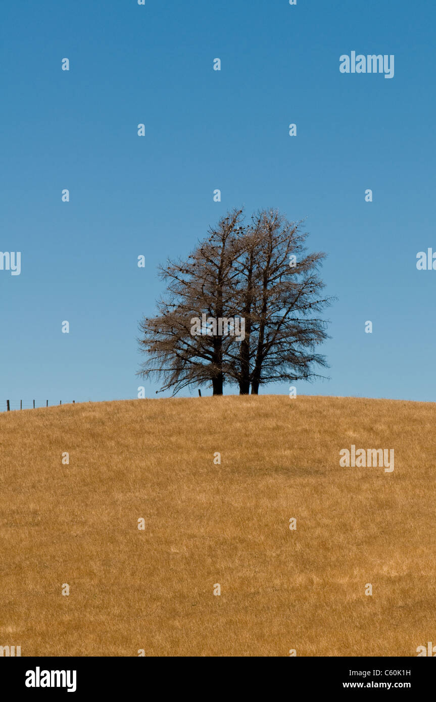 Tree formation on a hill Stock Photo - Alamy