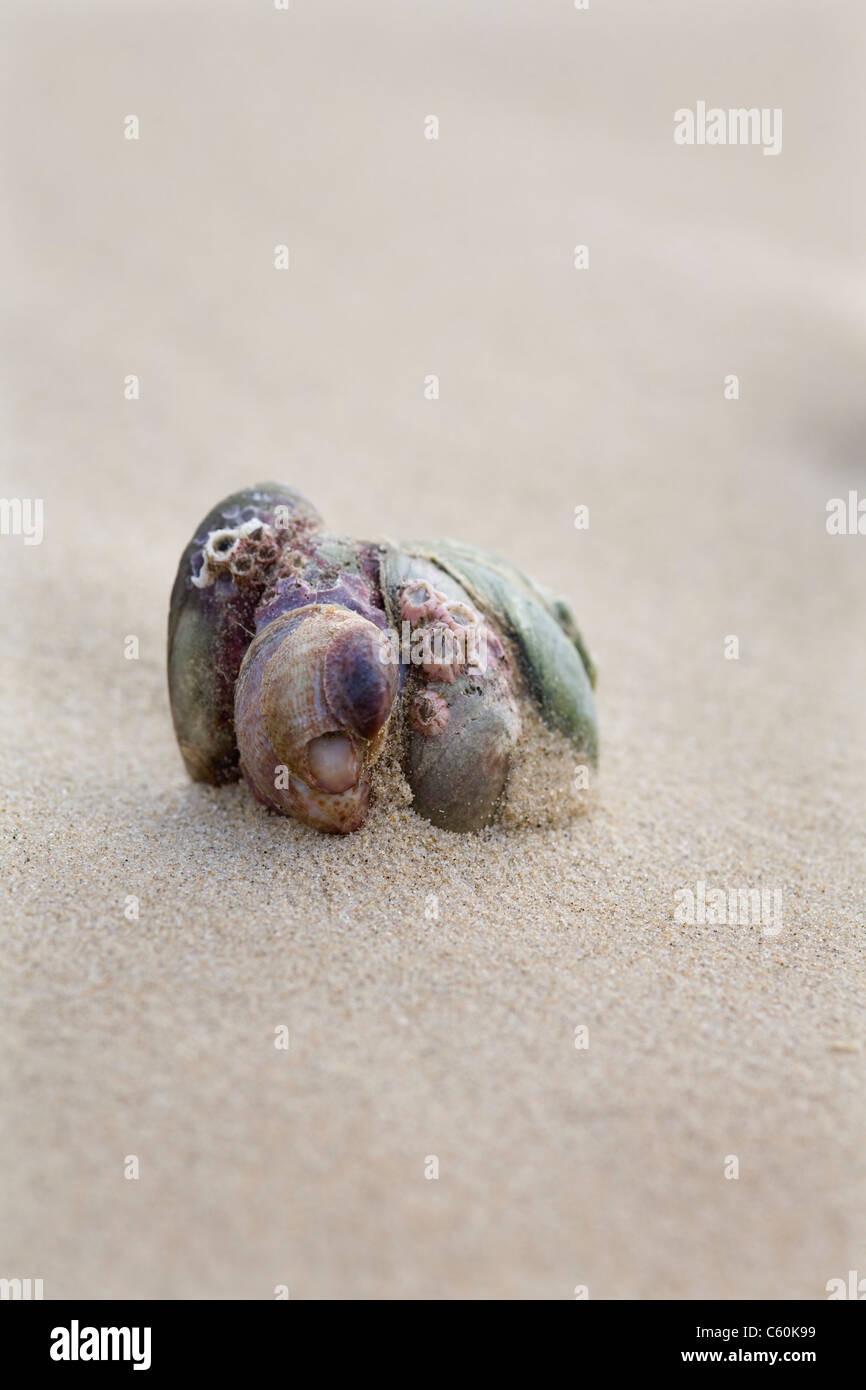 Slipper limpets hi-res stock photography and images - Alamy