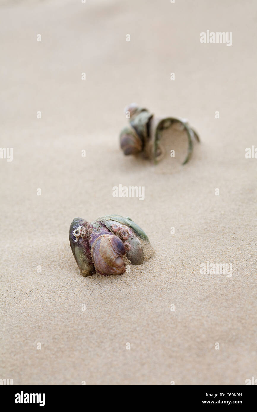 American Slipper Limpets (Crepidula fornicata), Sandbanks Beach, Dorset ...