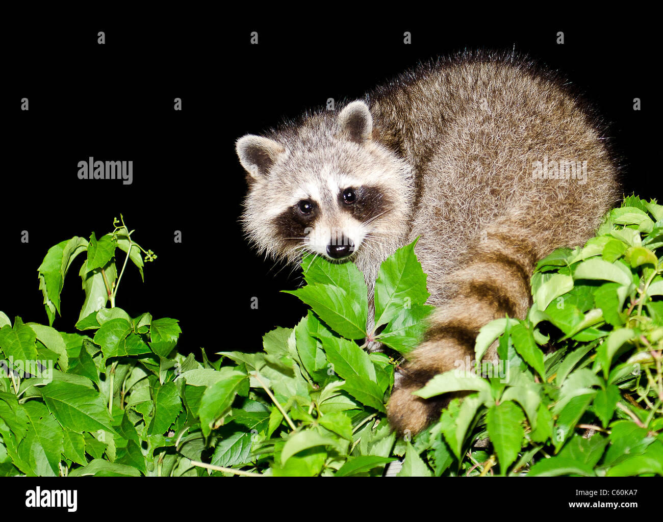 Raccoon At Night Stock Photos & Raccoon At Night Stock Images - Alamy