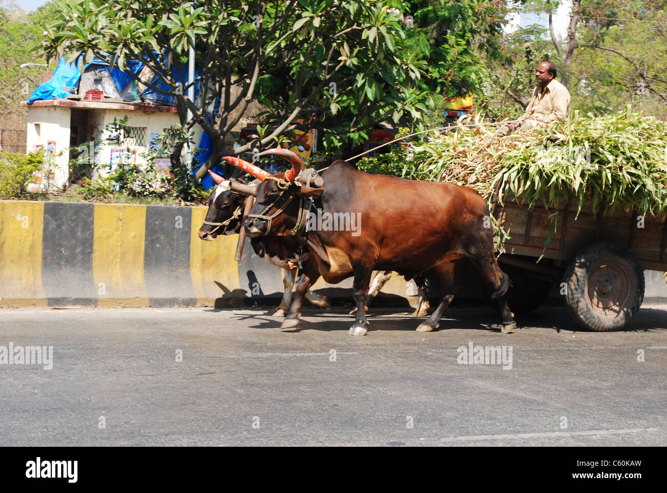 bullock cart in traffic Stock Photo - Alamy
