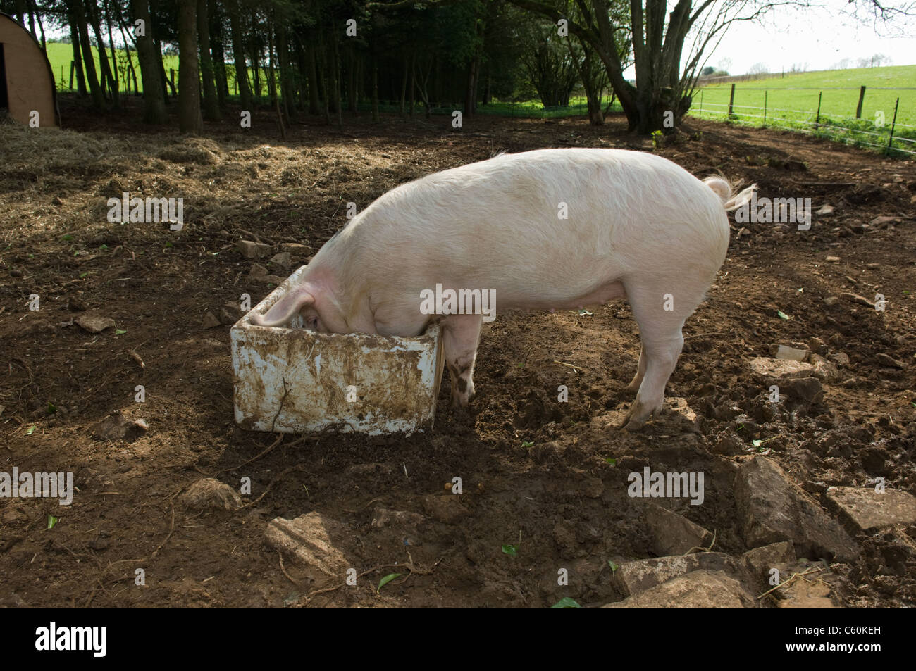Pig eating from bucket outdoors Stock Photo - Alamy