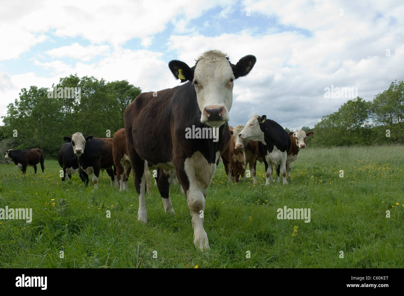 Cows in field hi-res stock photography and images - Alamy