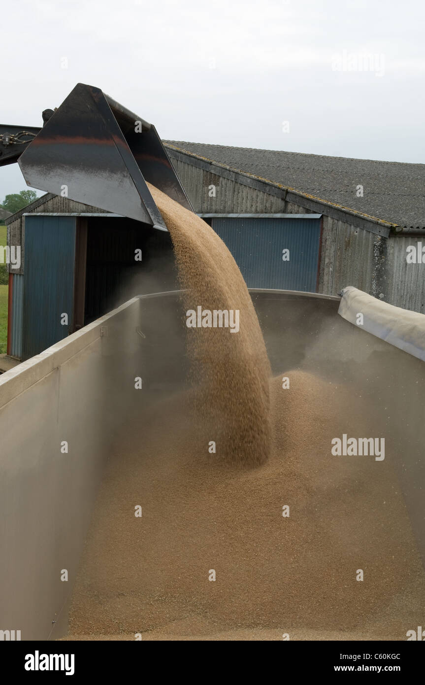 Grain transport truck hi-res stock photography and images - Alamy