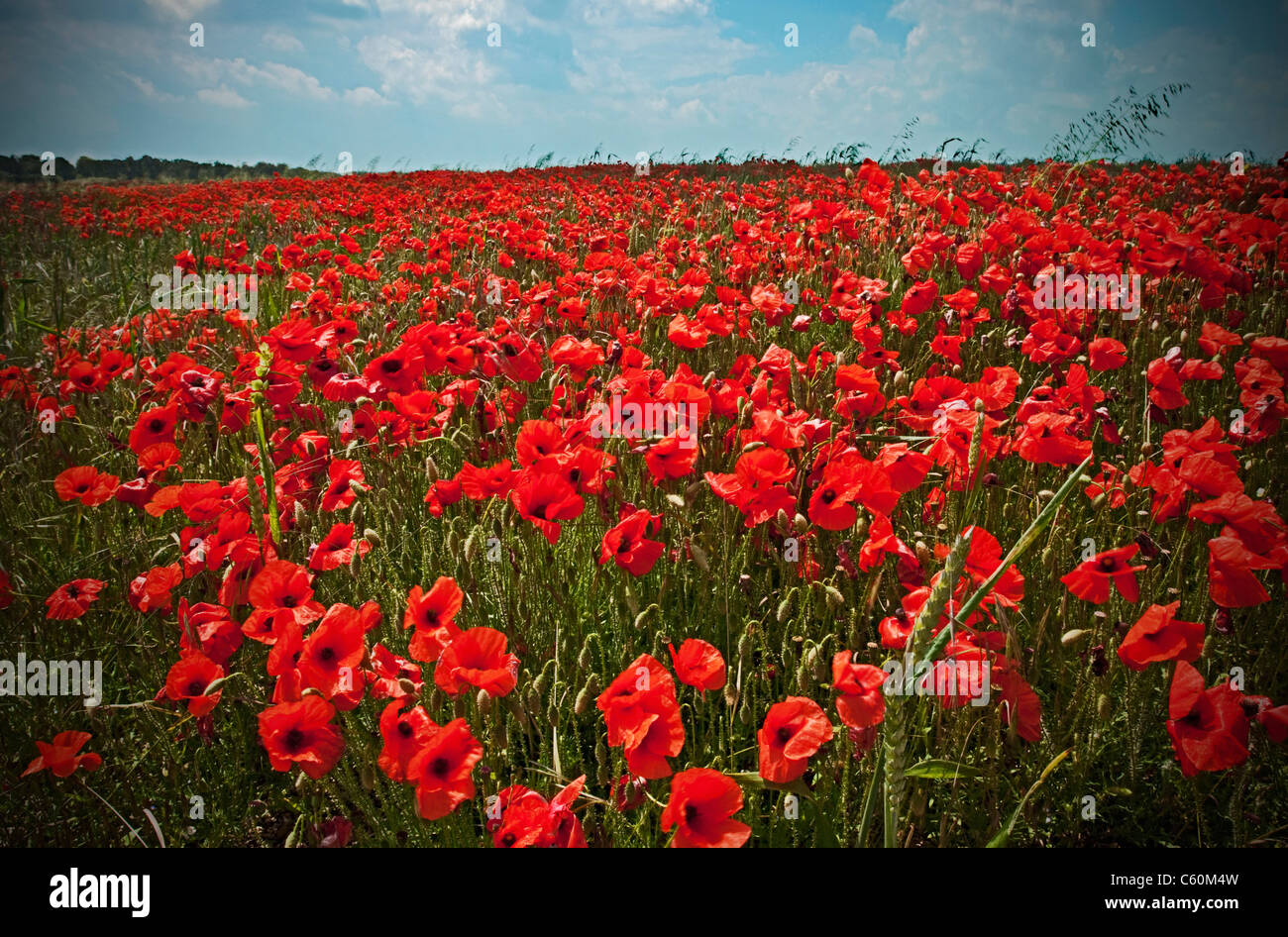 Field of poppy flowers Stock Photo - Alamy