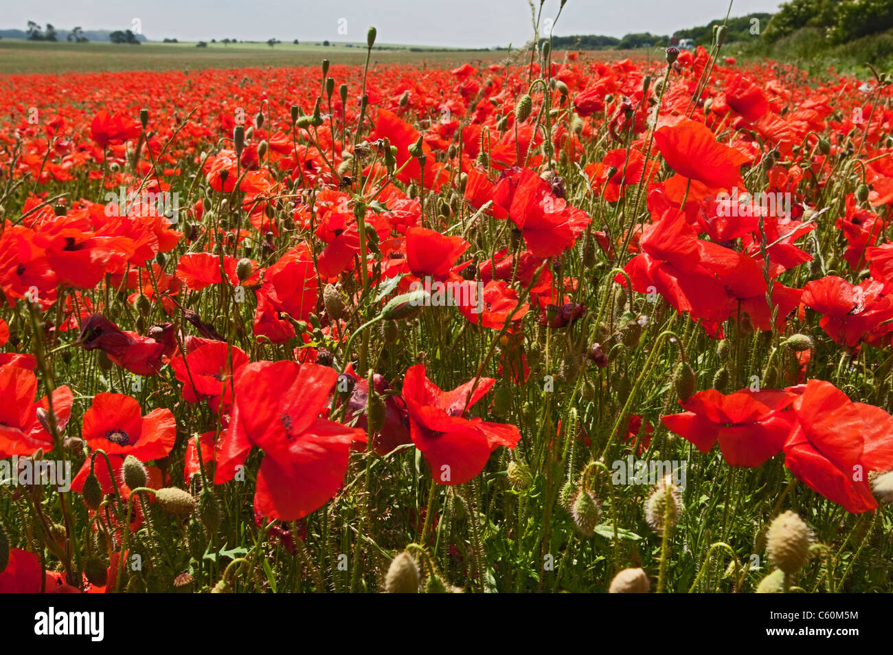 Large poppy field hi-res stock photography and images - Alamy