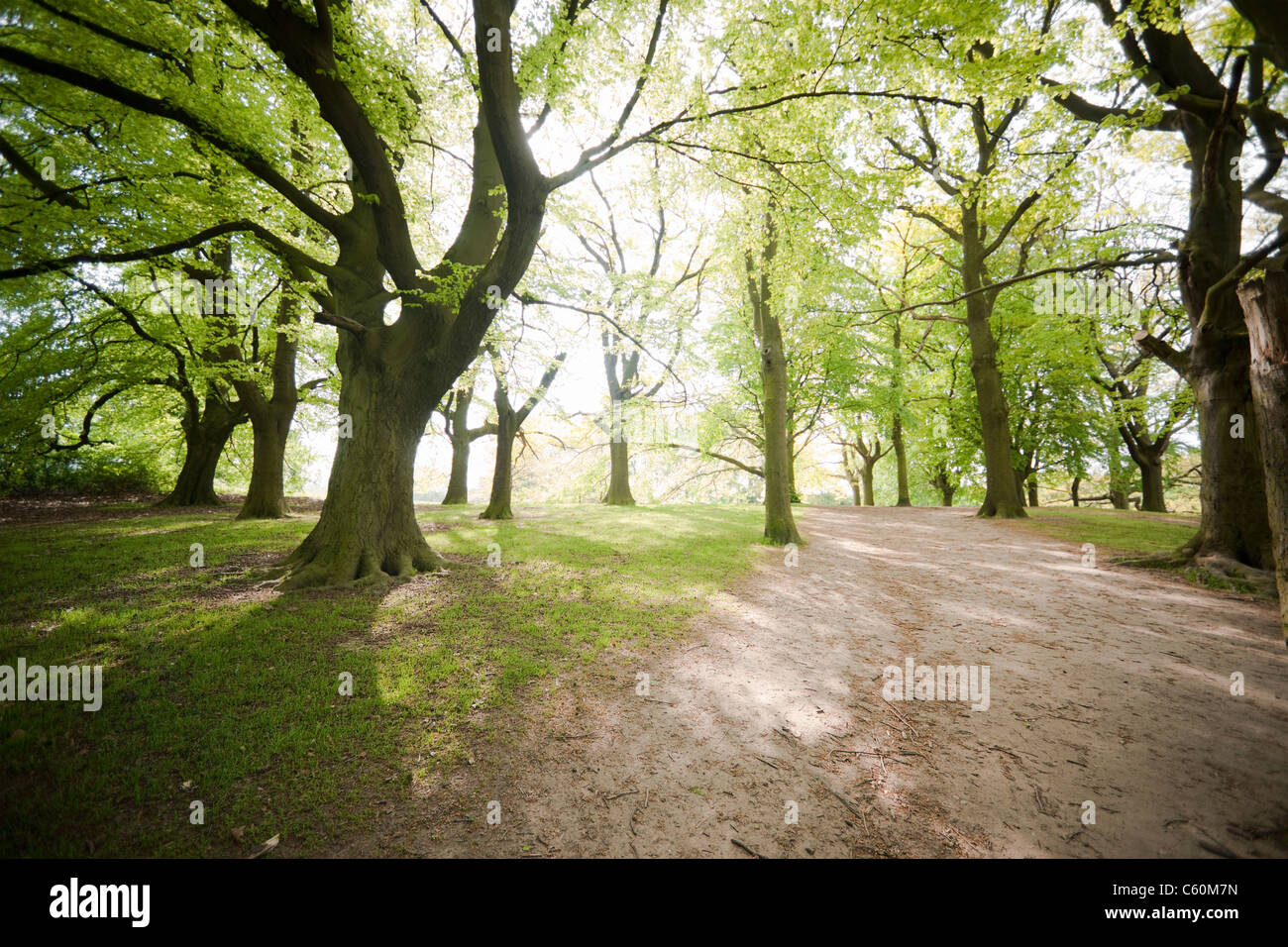 Dirt path in forest Stock Photo - Alamy