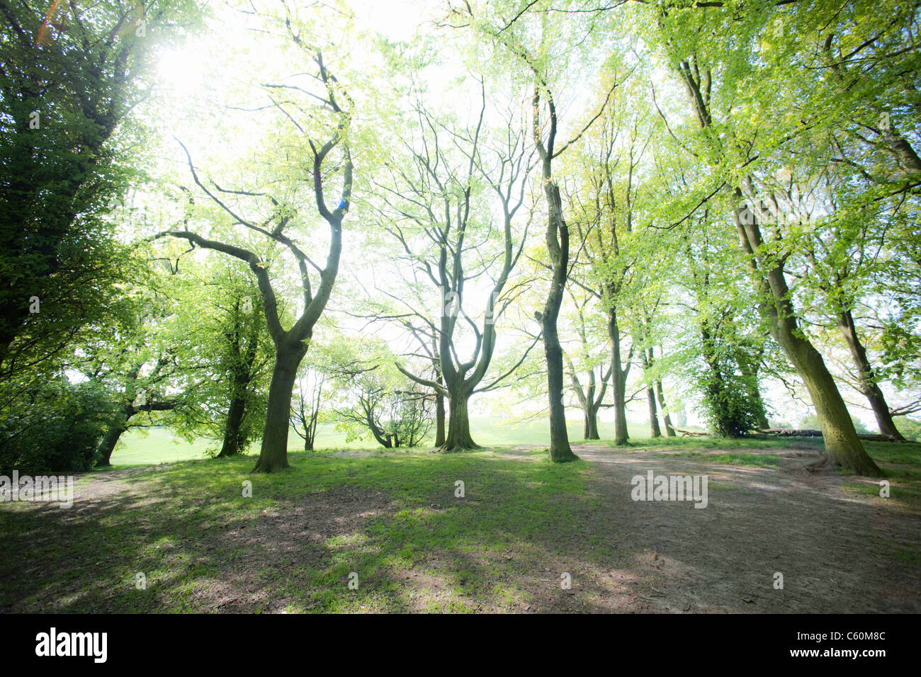 Trees along dirt path in forest Stock Photo - Alamy
