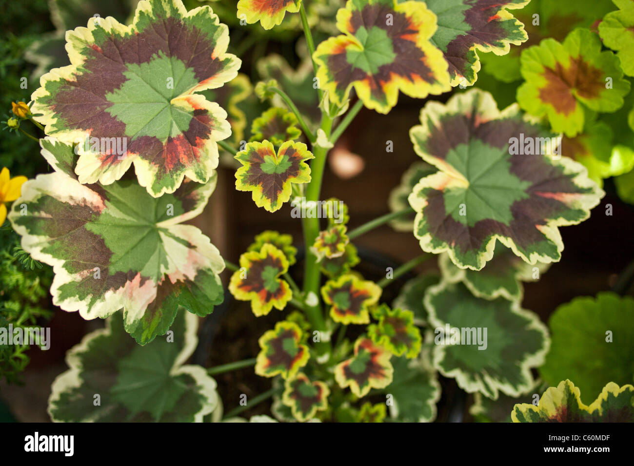 Large striped leaf hi-res stock photography and images - Alamy