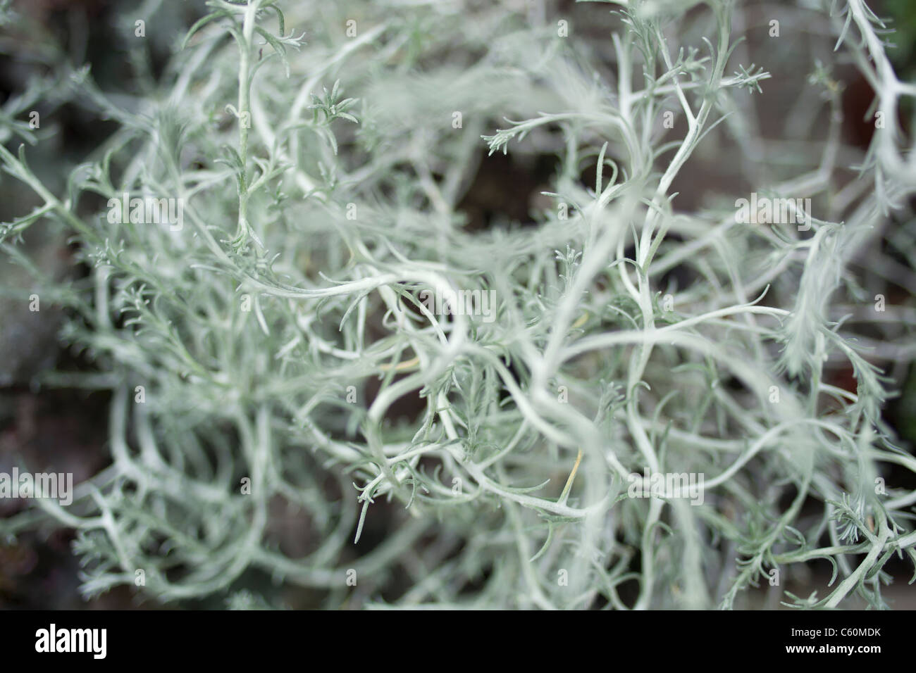 Close up of tangled plants Stock Photo - Alamy