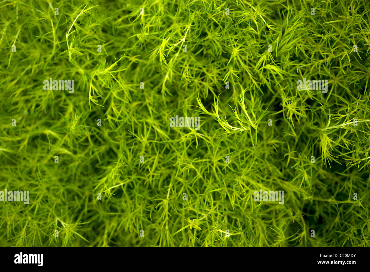 Tangled Plants High Resolution Stock Photography and Images - Alamy