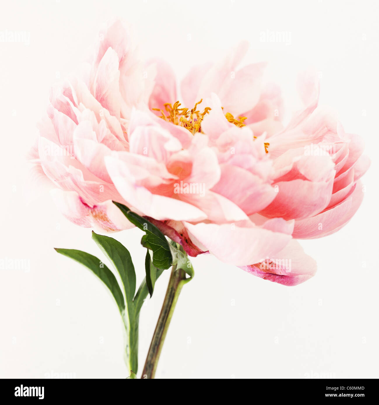 Close up of pink flower Stock Photo - Alamy