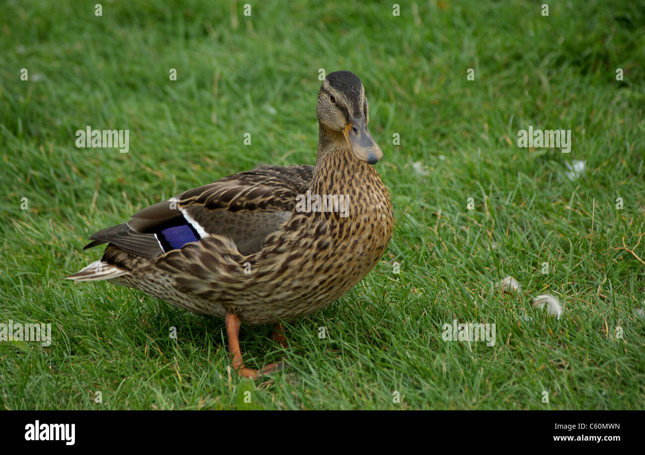 Duck bird hi-res stock photography and images - Alamy