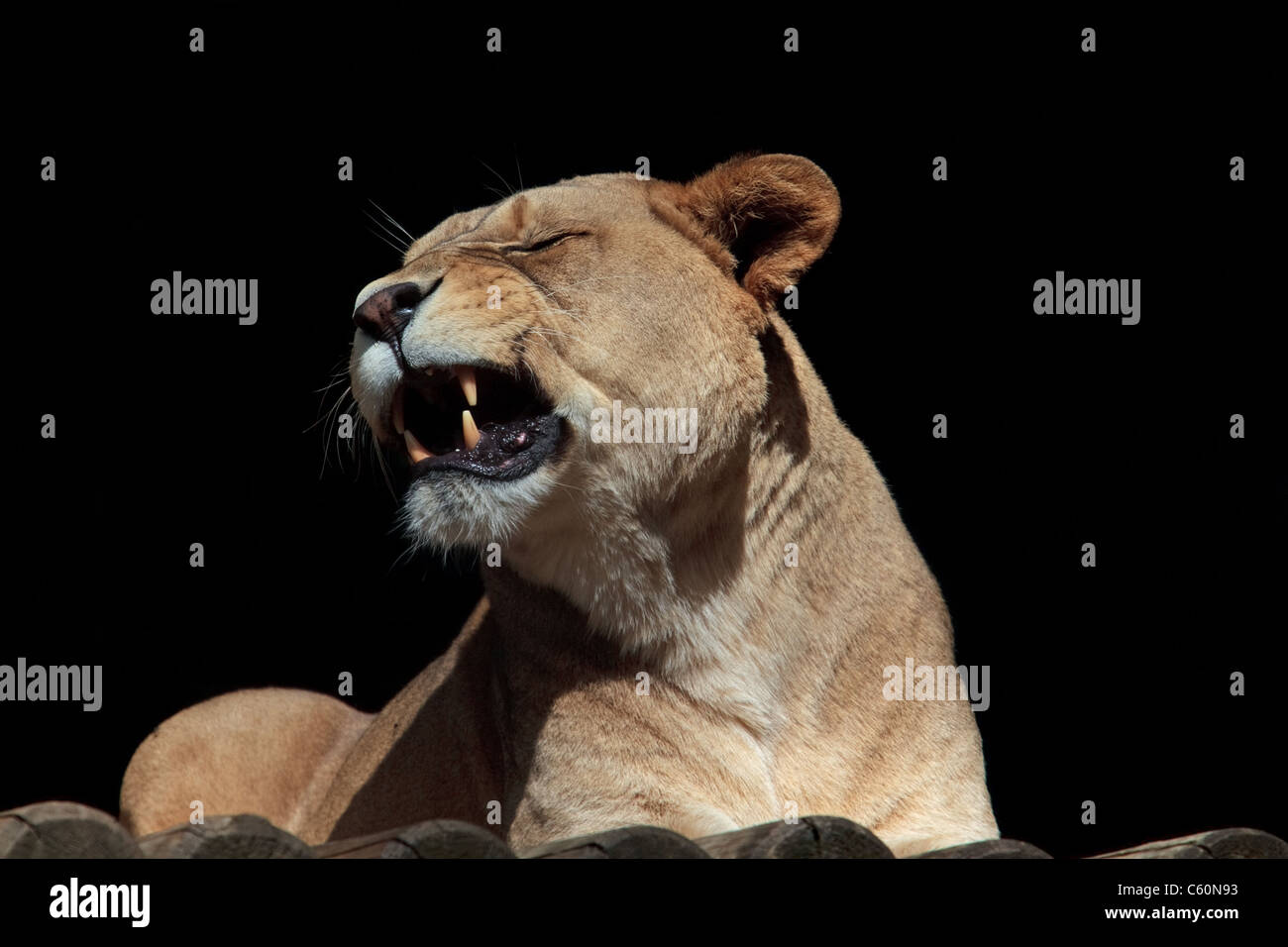 Atlas lion hi-res stock photography and images - Alamy