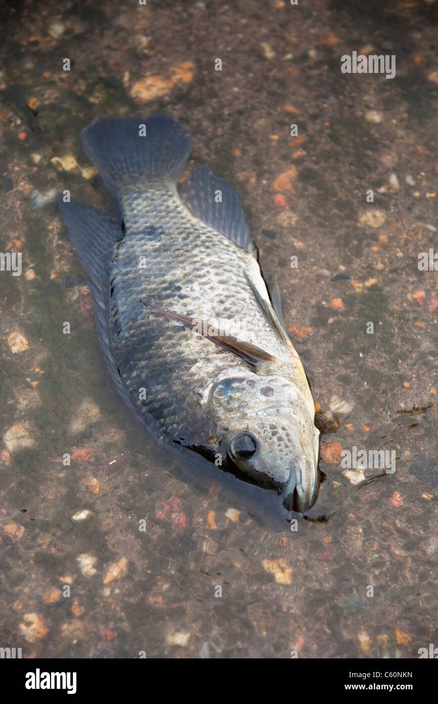 Freshwater fish africa hi-res stock photography and images - Alamy