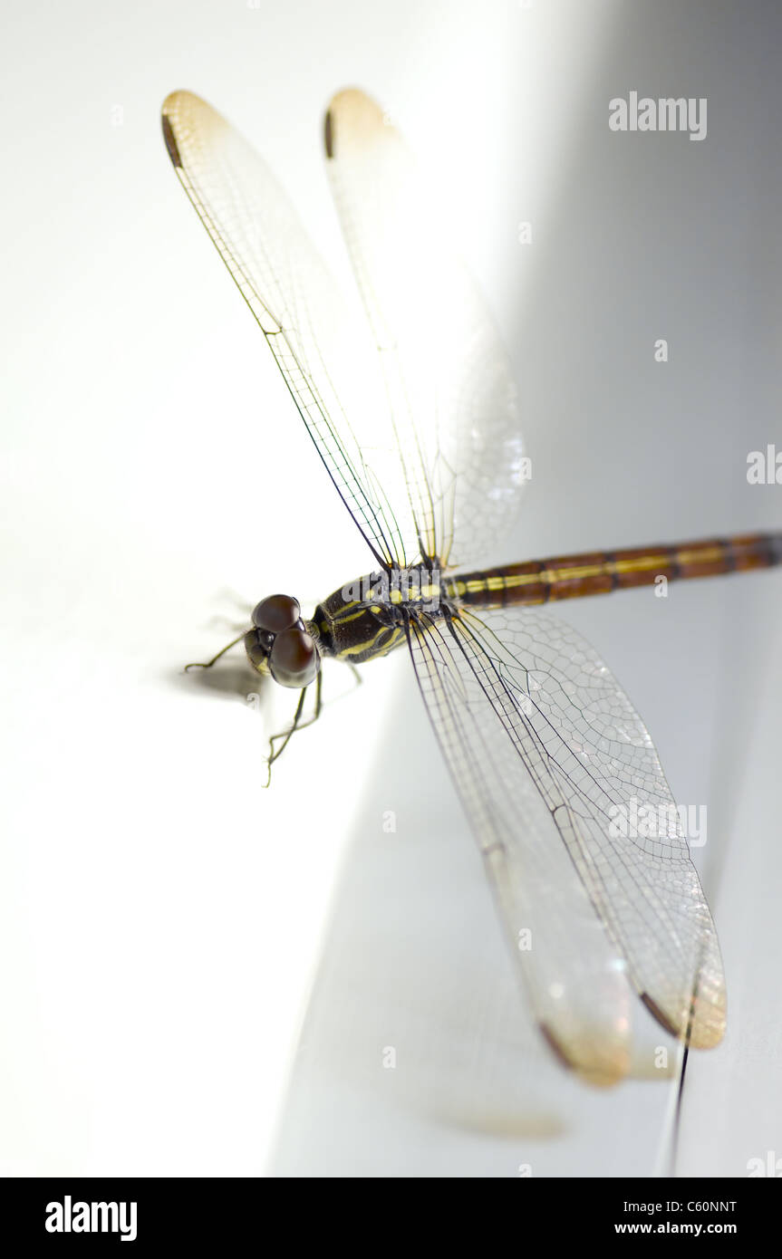 Close up shoot of a anisoptera dragonfly, green beige in color Stock ...