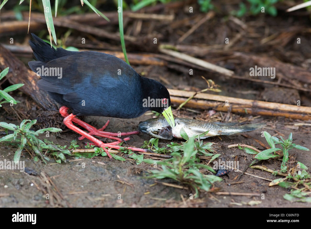 Stranded fish hi-res stock photography and images - Alamy
