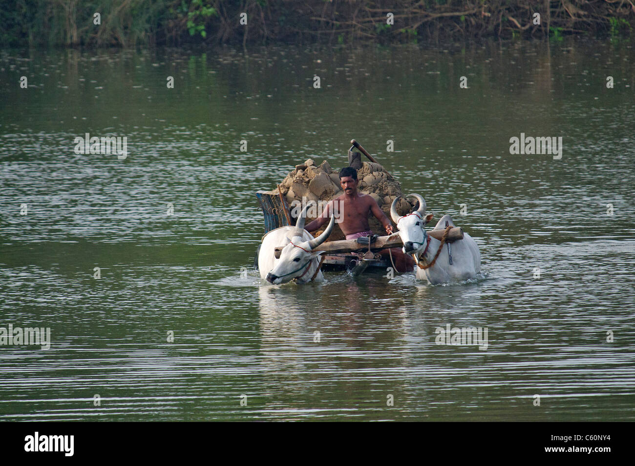 Loading silt from Vennar River Thanjavur Tamil Nadu South India Stock ...