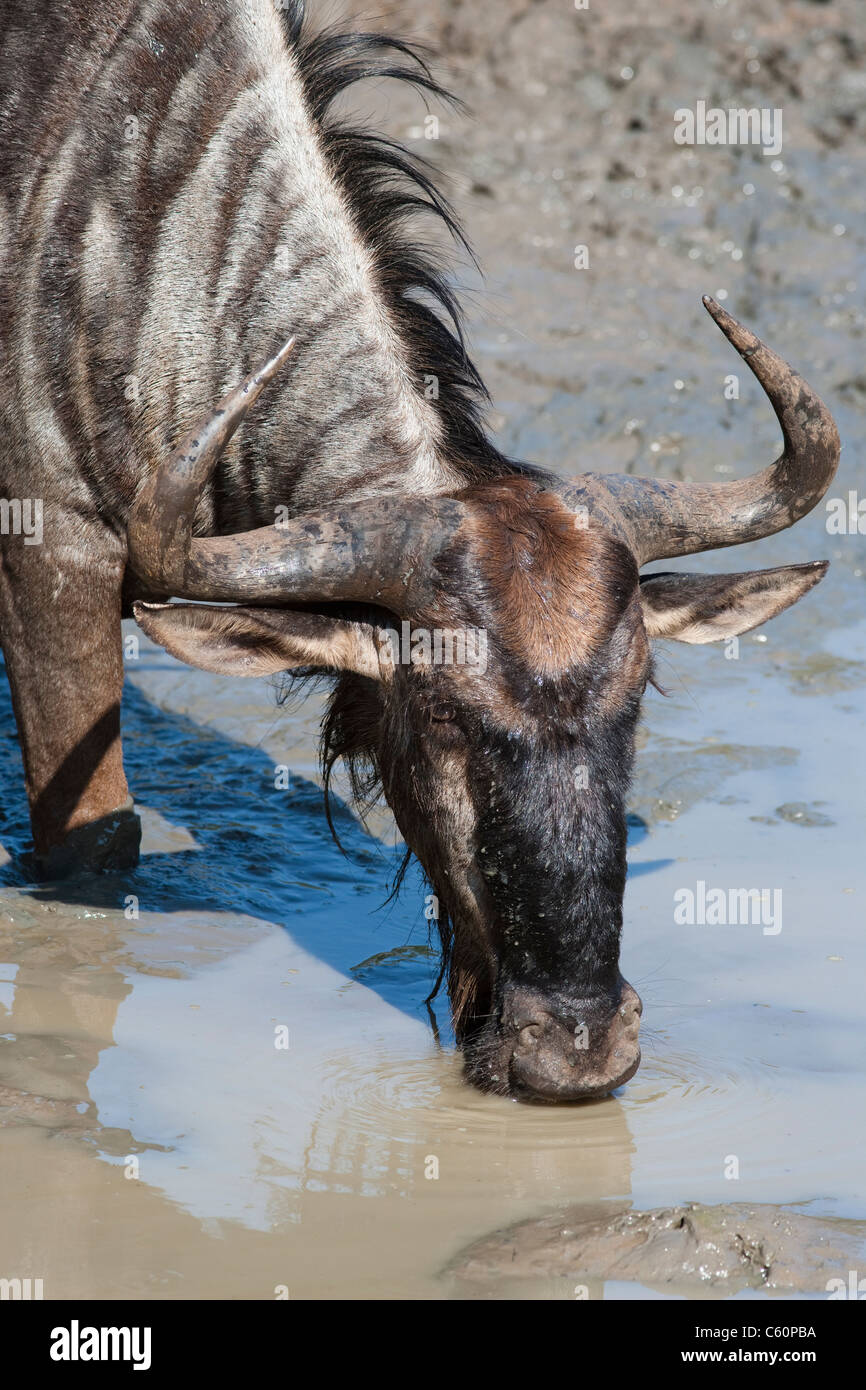 Common (blue) wildebeest (gnu), Connochaetes taurinus, Mkhuze game ...