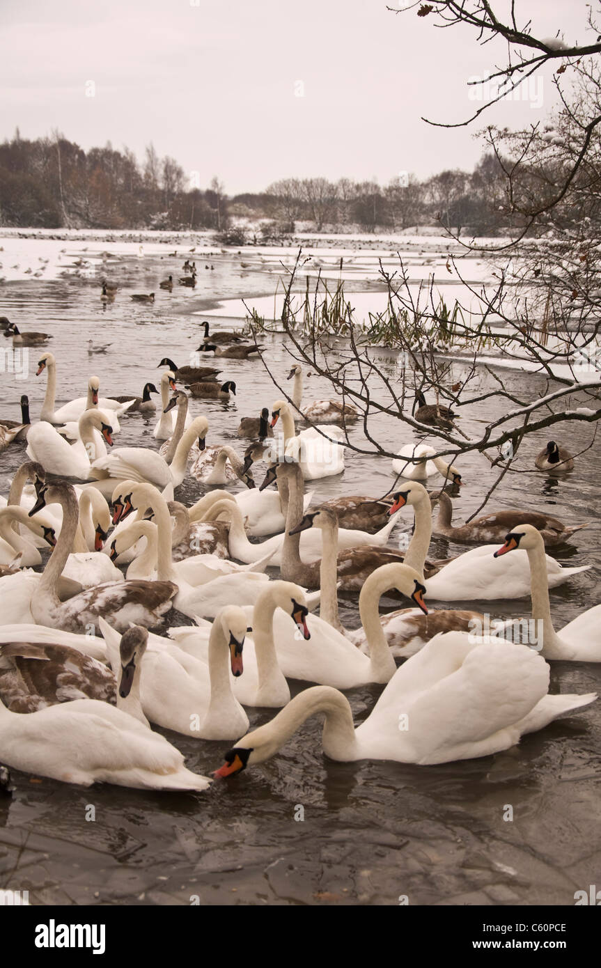 Winter swans hi-res stock photography and images - Alamy