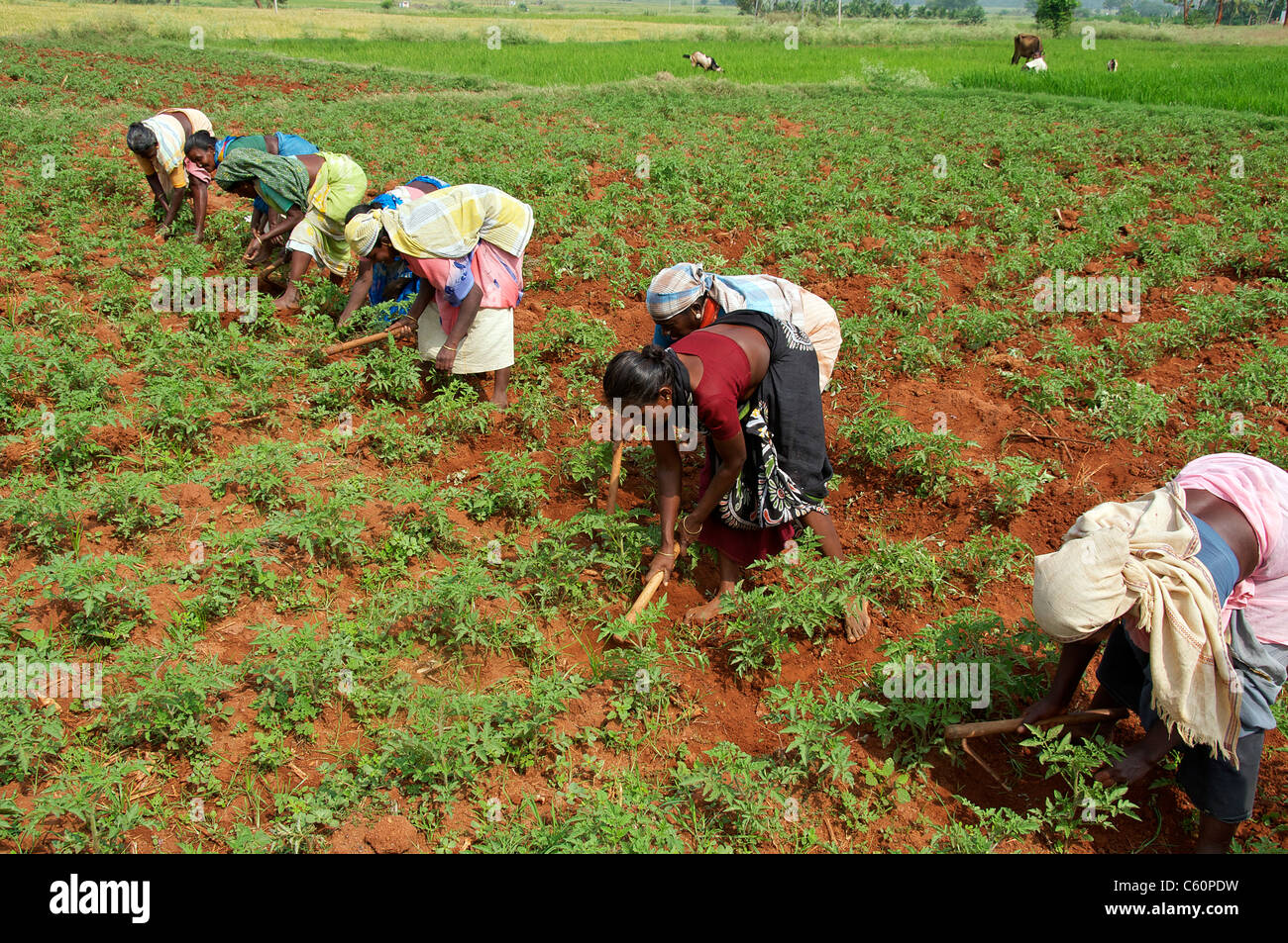 Hoeing hi-res stock photography and images - Alamy