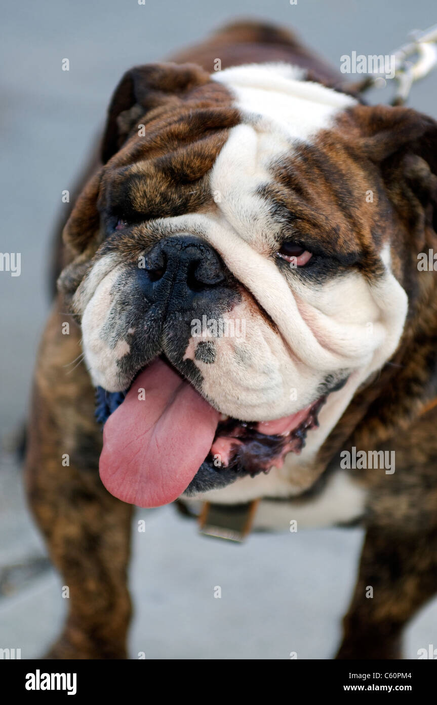 Bulldog face hi-res stock photography and images - Alamy