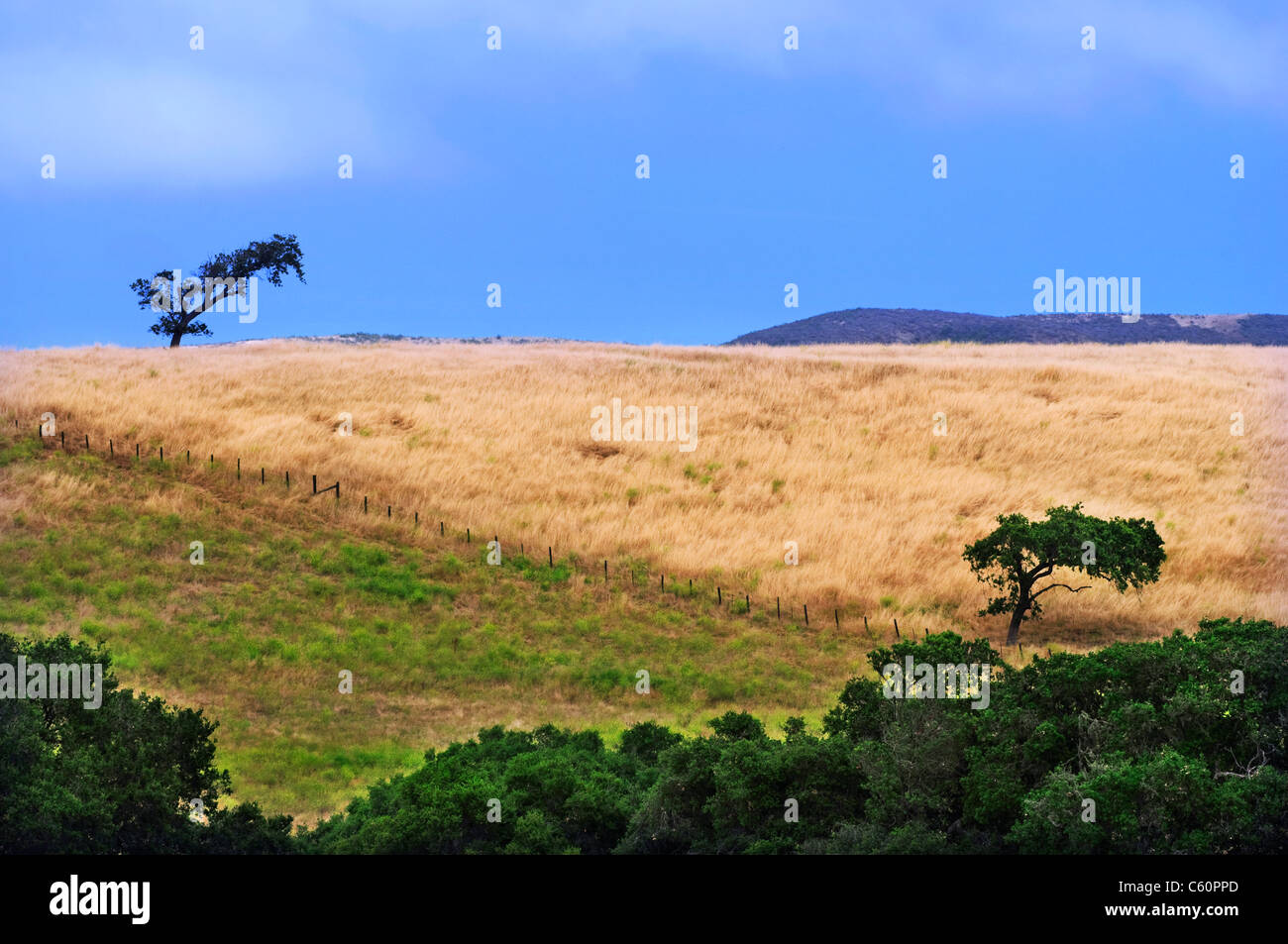 Tree field hi-res stock photography and images - Alamy