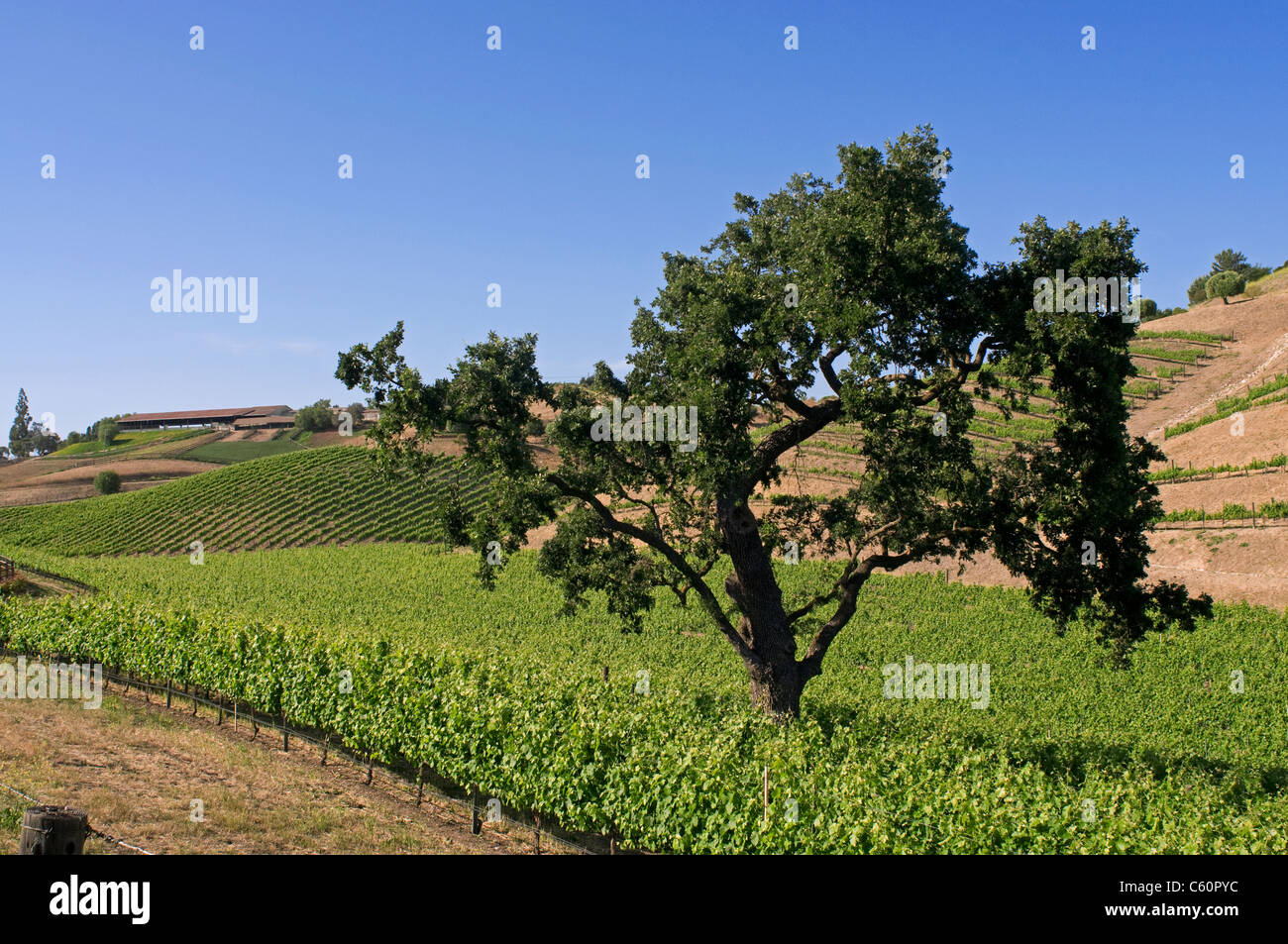 Santa ynez valley california vineyard hi-res stock photography and ...