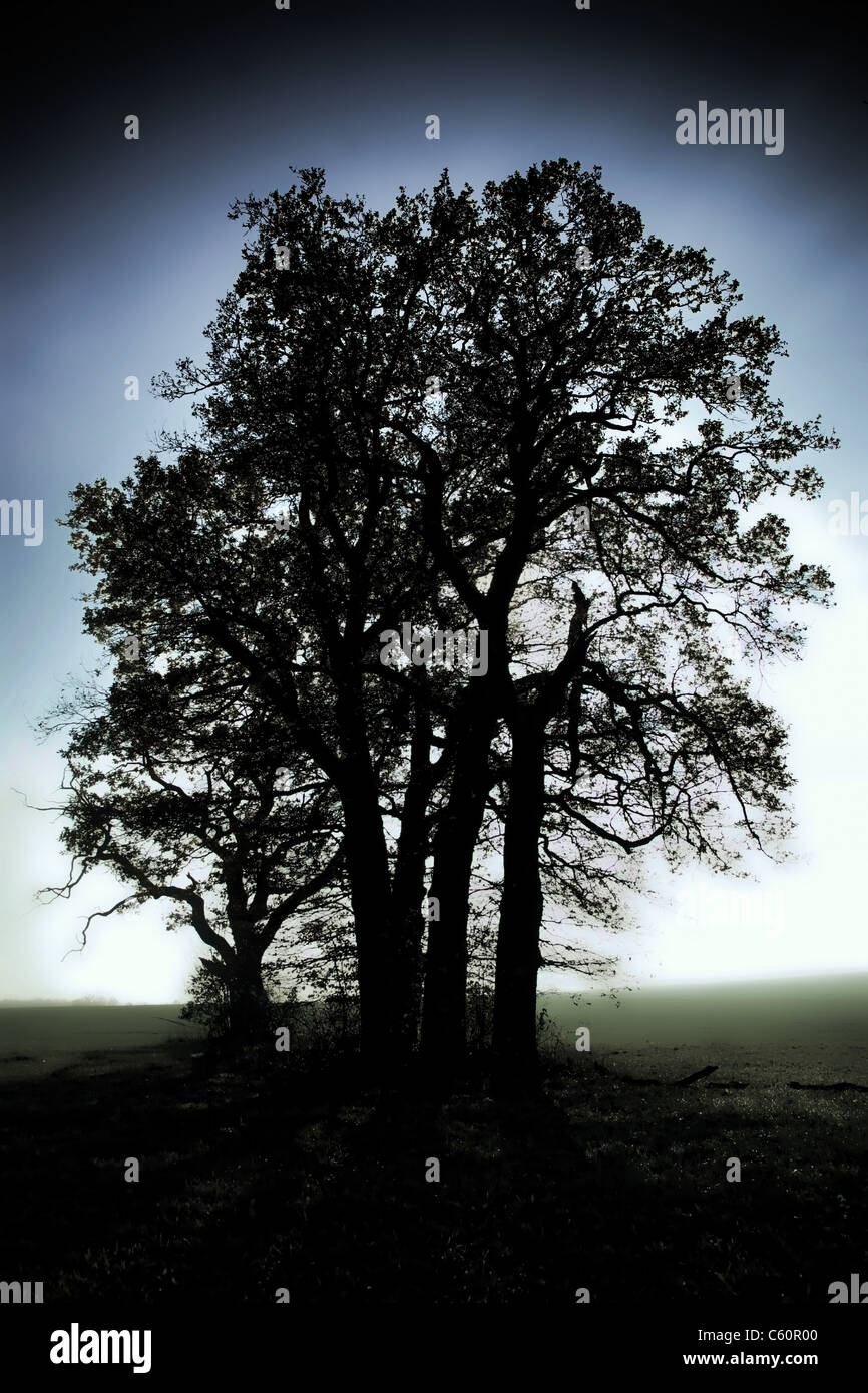 Old spooky oak tree Stock Photo - Alamy