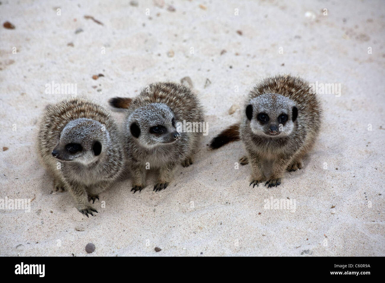 Baby meerkats hi-res stock photography and images - Alamy