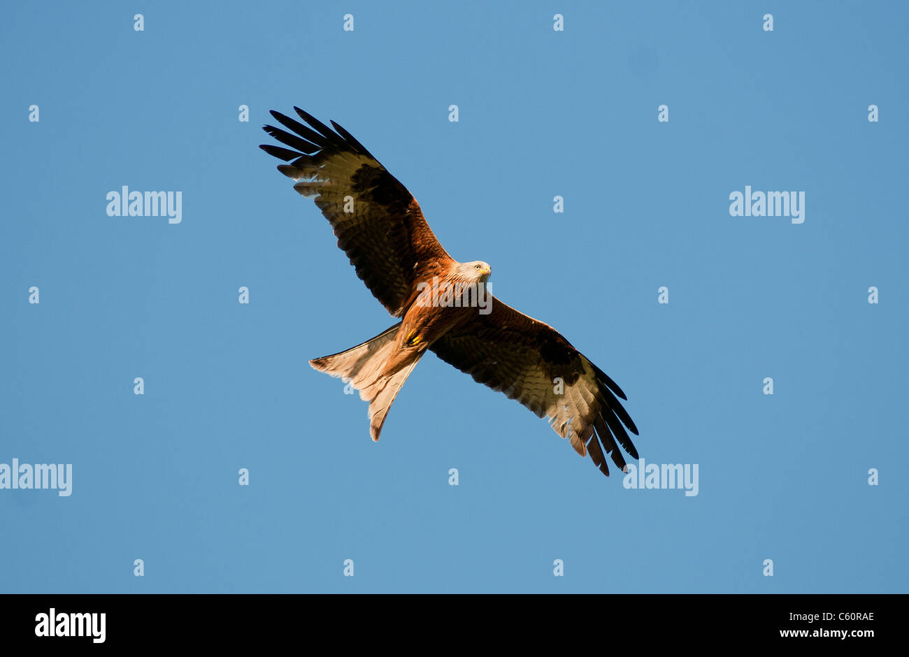 Red Kite soaring Stock Photo - Alamy