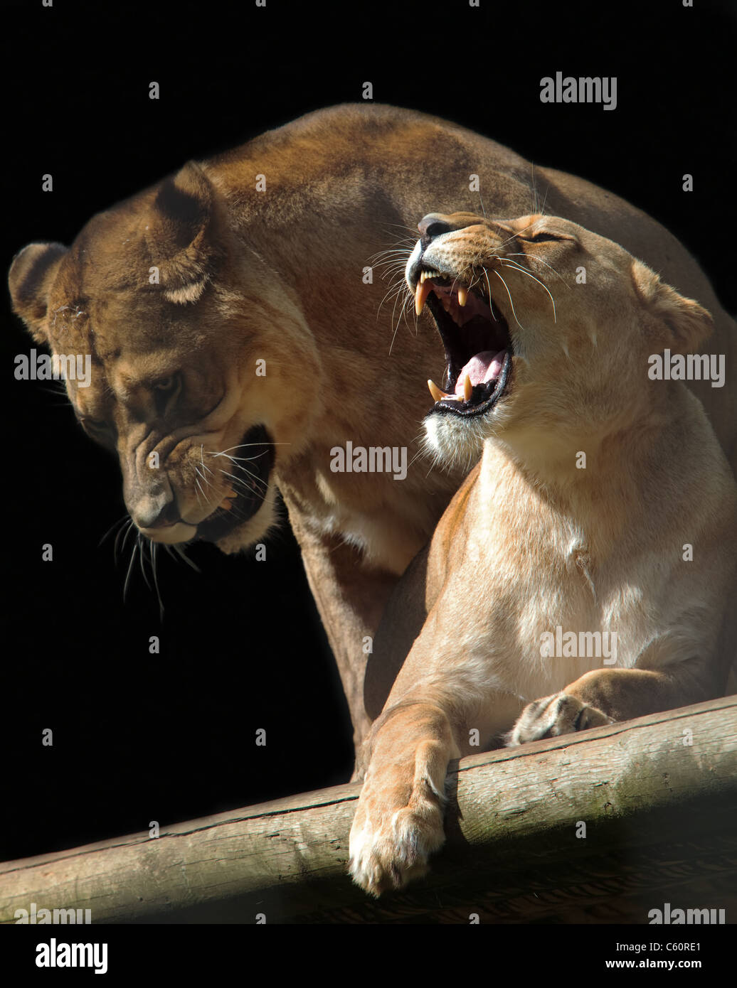 The Barbary or Atlas lion is the largest subspecies of lion. A male can ...