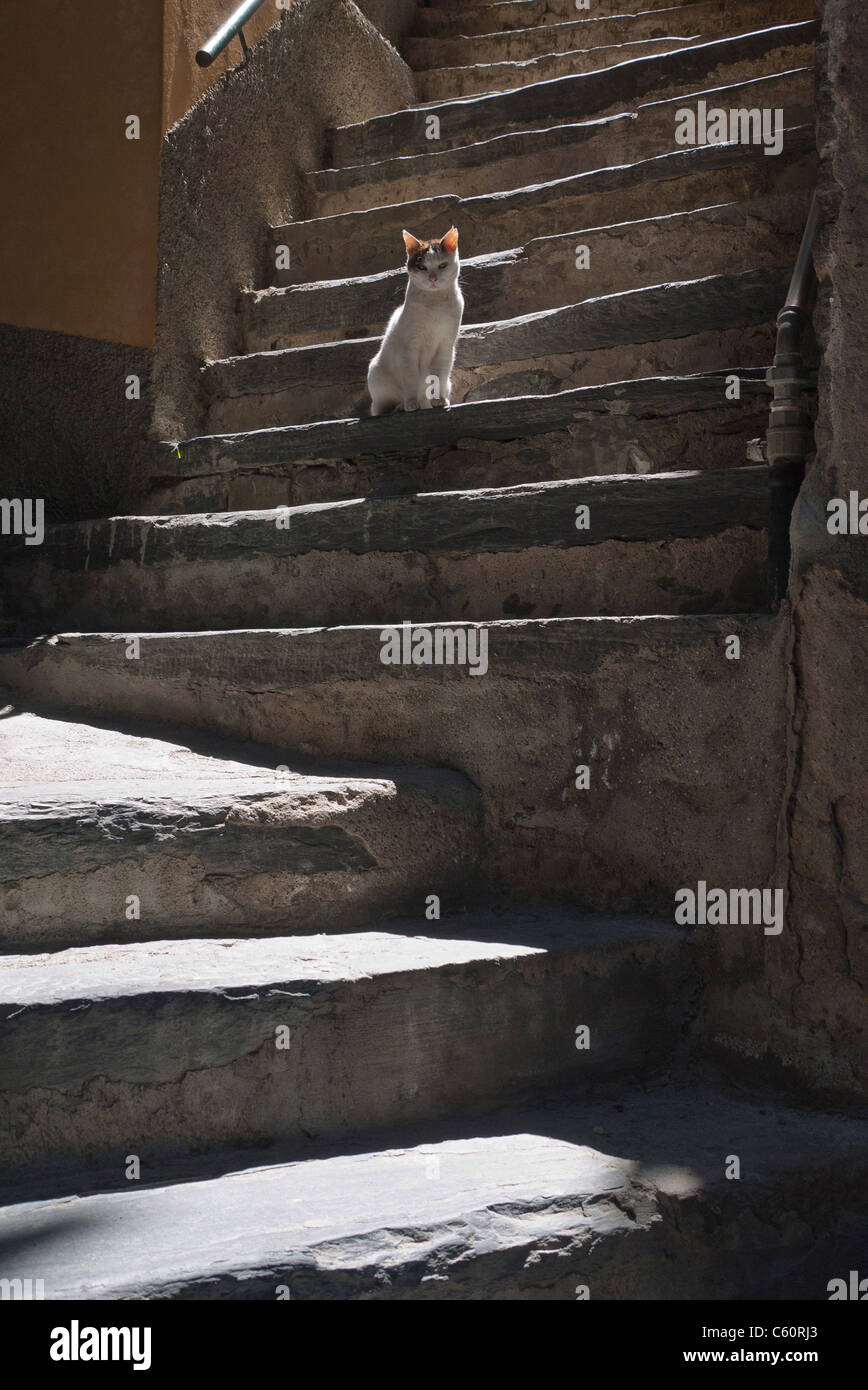 Cat dramatic lighting hi-res stock photography and images - Alamy