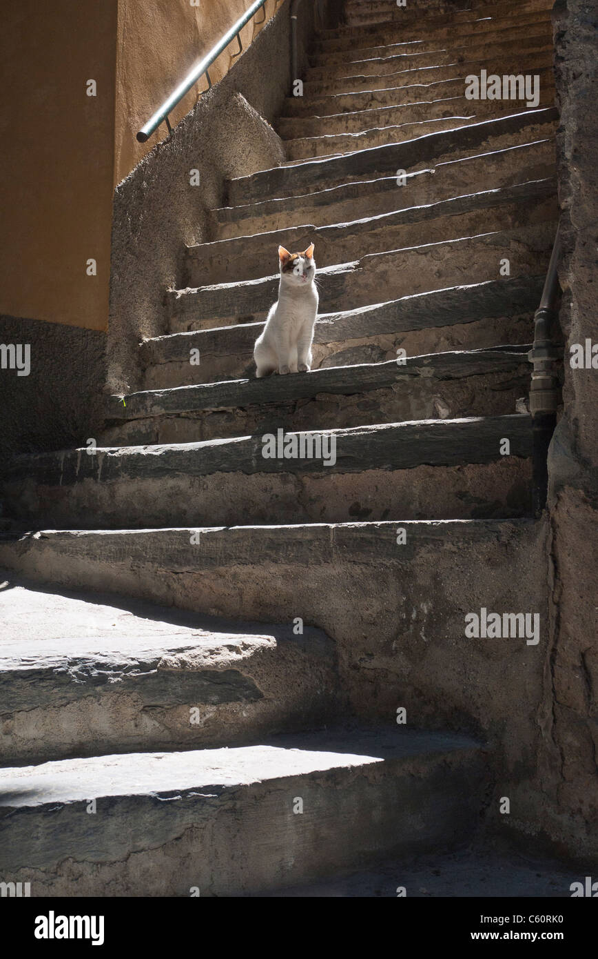 Cat Dramatic Lighting High Resolution Stock Photography and Images - Alamy