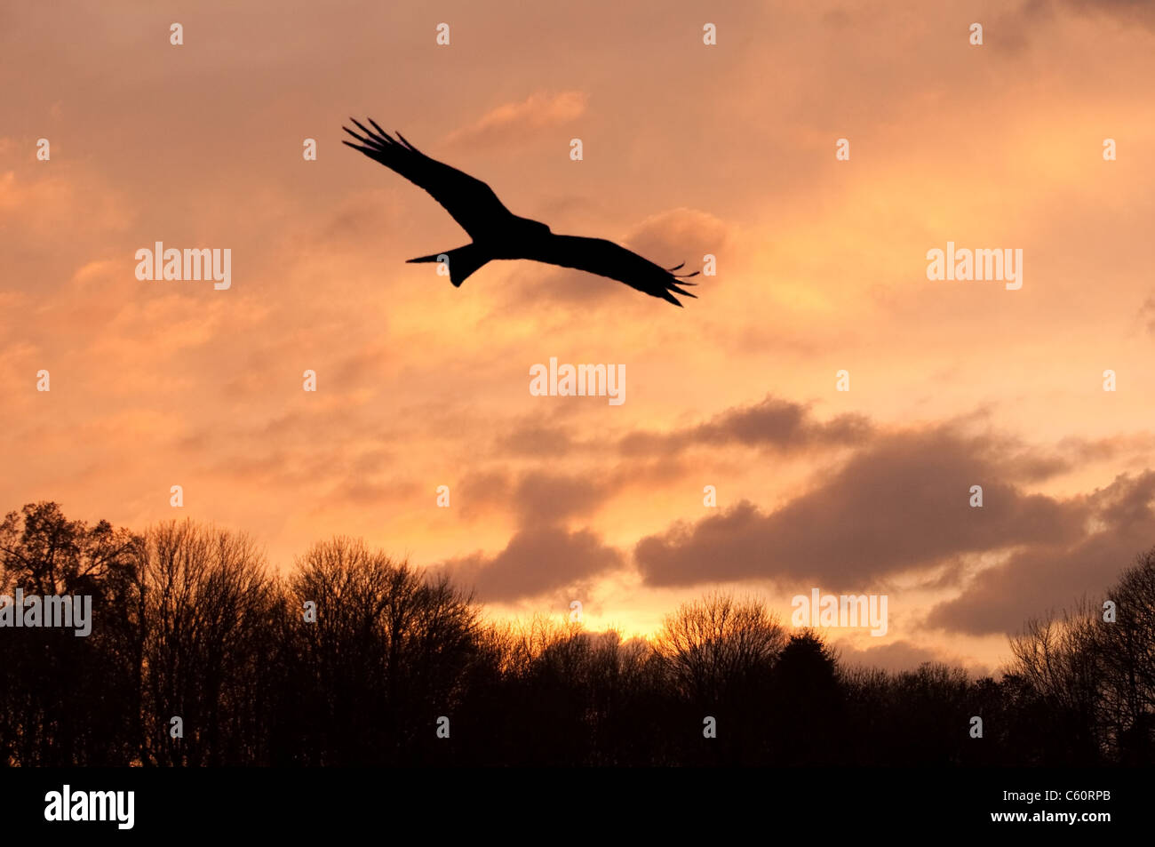 Flying Red kite with sunset background Stock Photo - Alamy