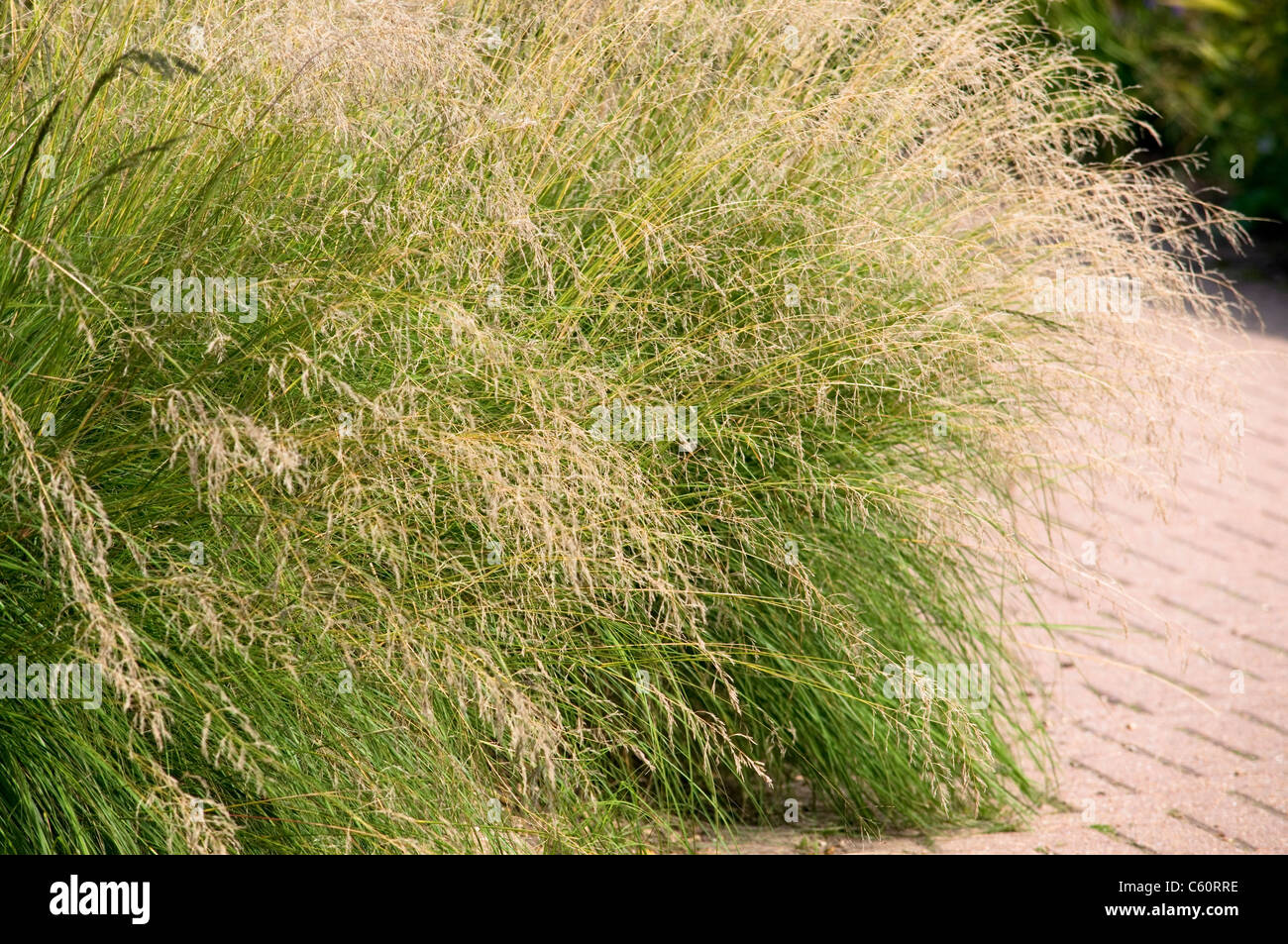 Eragrostis hi-res stock photography and images - Alamy