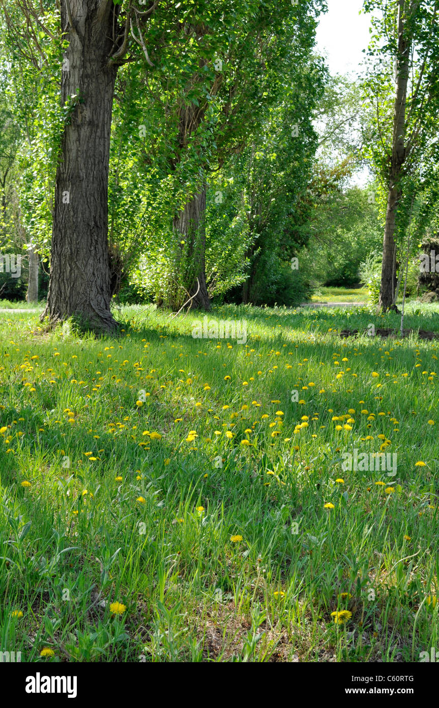 Path through the landscaped park in spring Stock Photo - Alamy