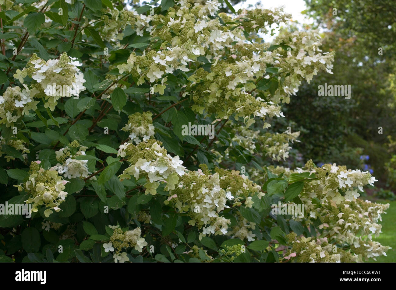 HYDRANGEA PANNICULATA GREENSPIRE Stock Photo - Alamy