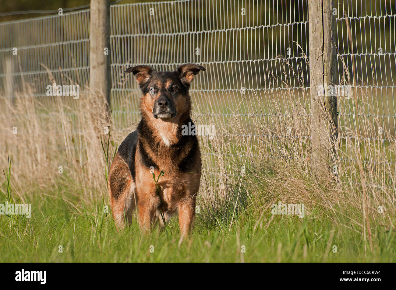 German Shepherd Cross Rottweiler