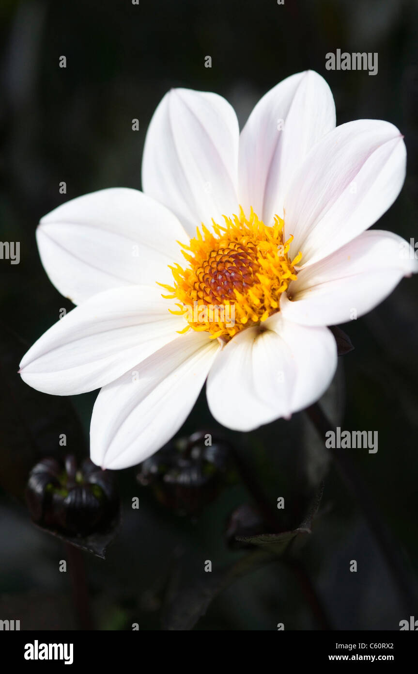 Single flowered dahlia hi-res stock photography and images - Alamy