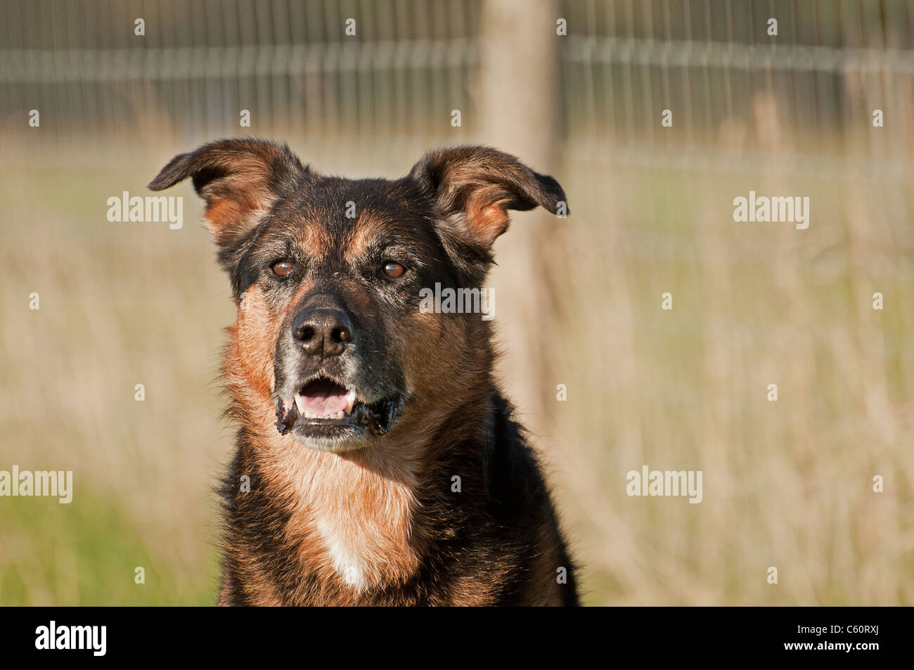 German Shepherd cross portrait Stock Photo - Alamy