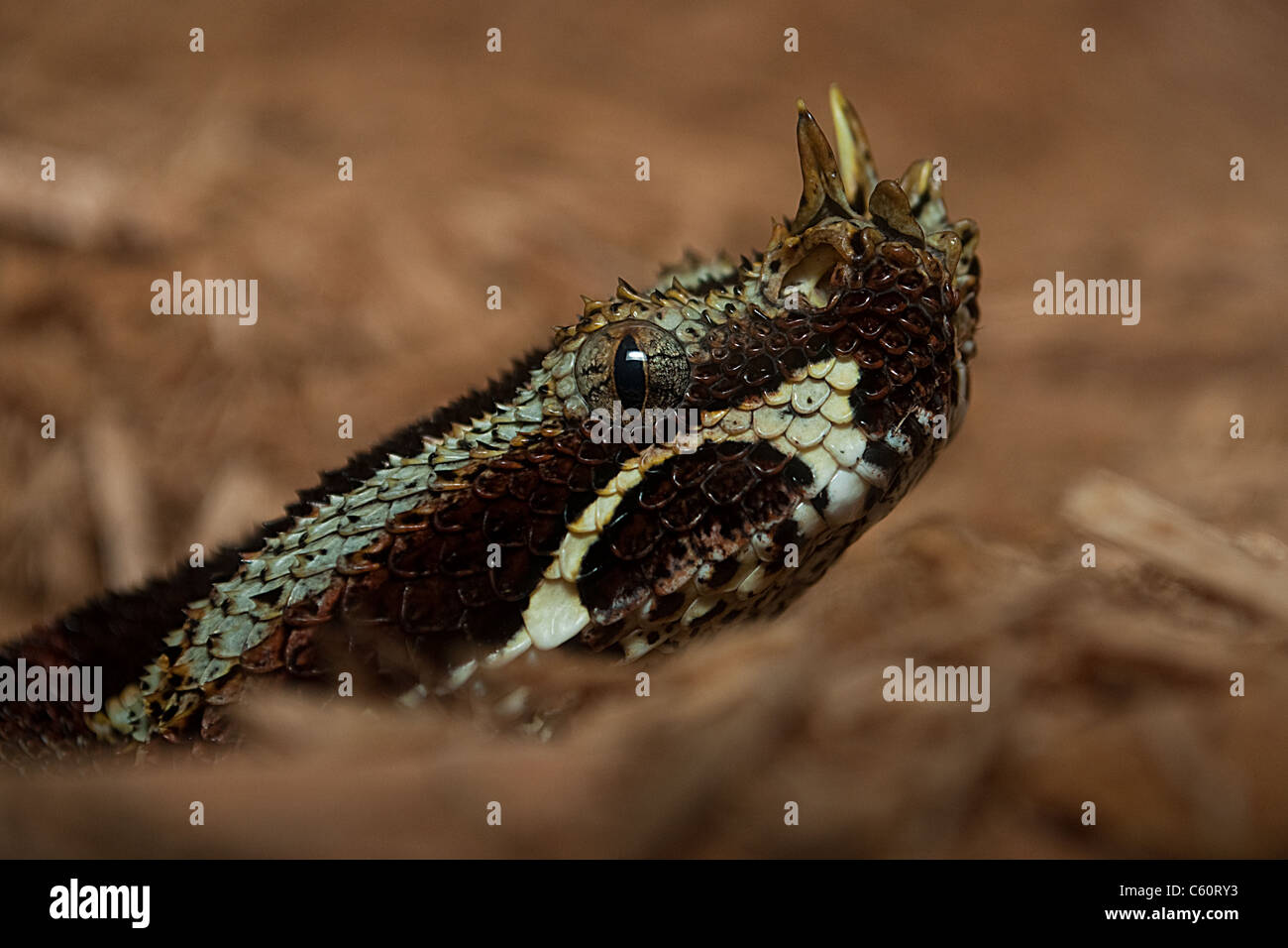 Rhino viper hi-res stock photography and images - Alamy